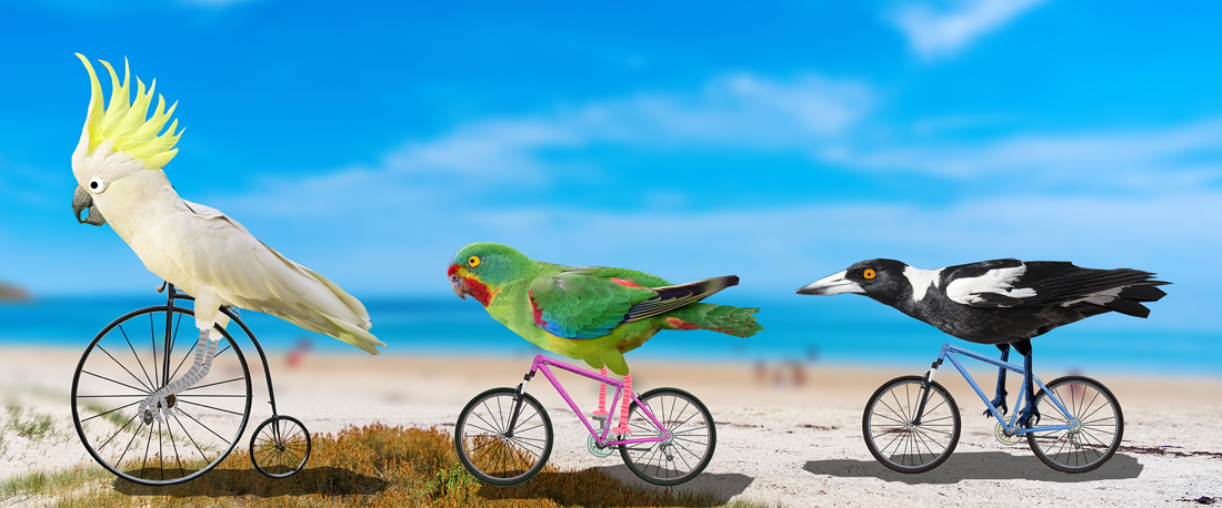 Flight of Fancy, Event | Tour Down Under
